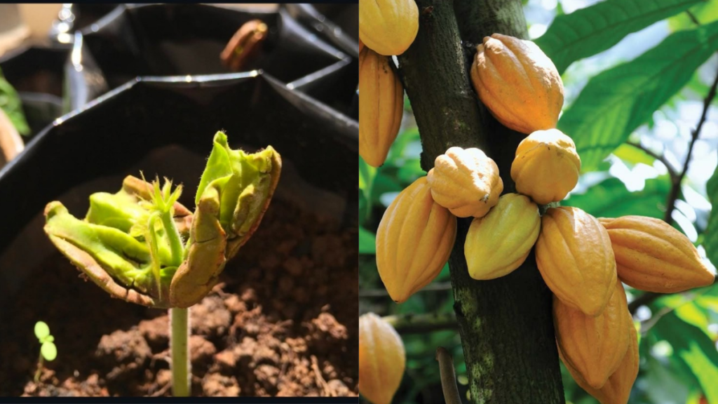 How to Grow Cacao Plant – Full Step-by-Step Guide - Take Care Plant