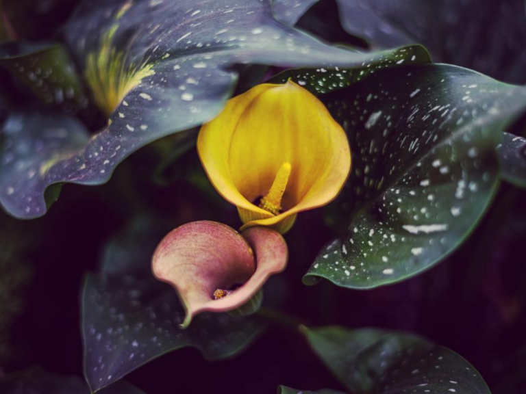 How to Care for Calla Lilies plant Indoors and Outdoors: Complete ...