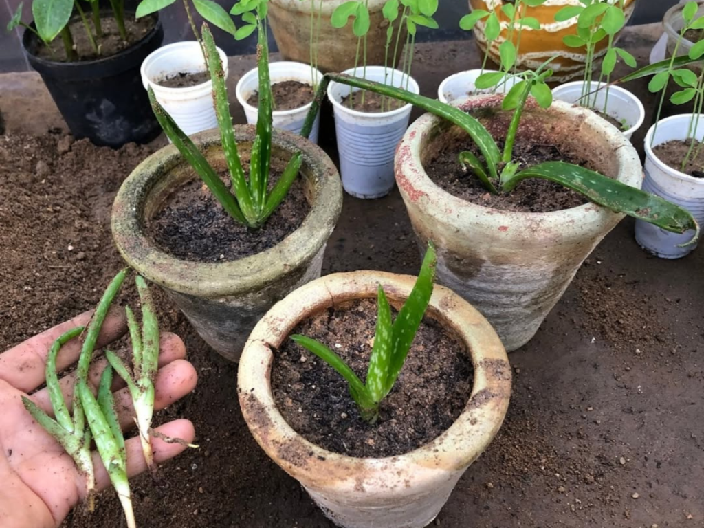 How to Propagate Aloe Vera – Best 3 Ways I’ve Used at Home - Take Care ...
